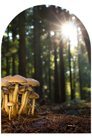 Self-Guided Journeys - The Luminous Guide